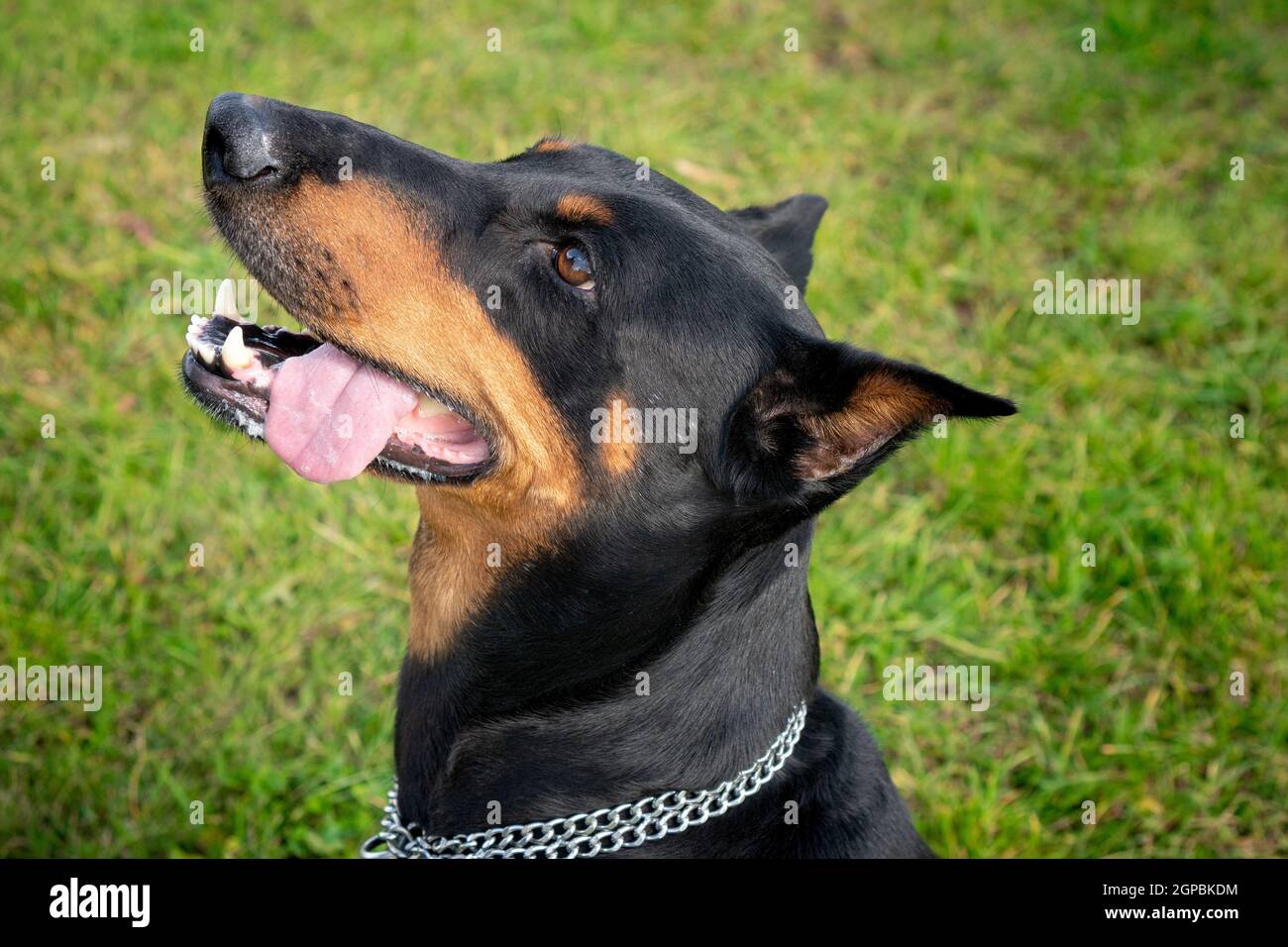 Dog 's portrait of doberman pincher outdoors close-up Stock Photo - Alamy
