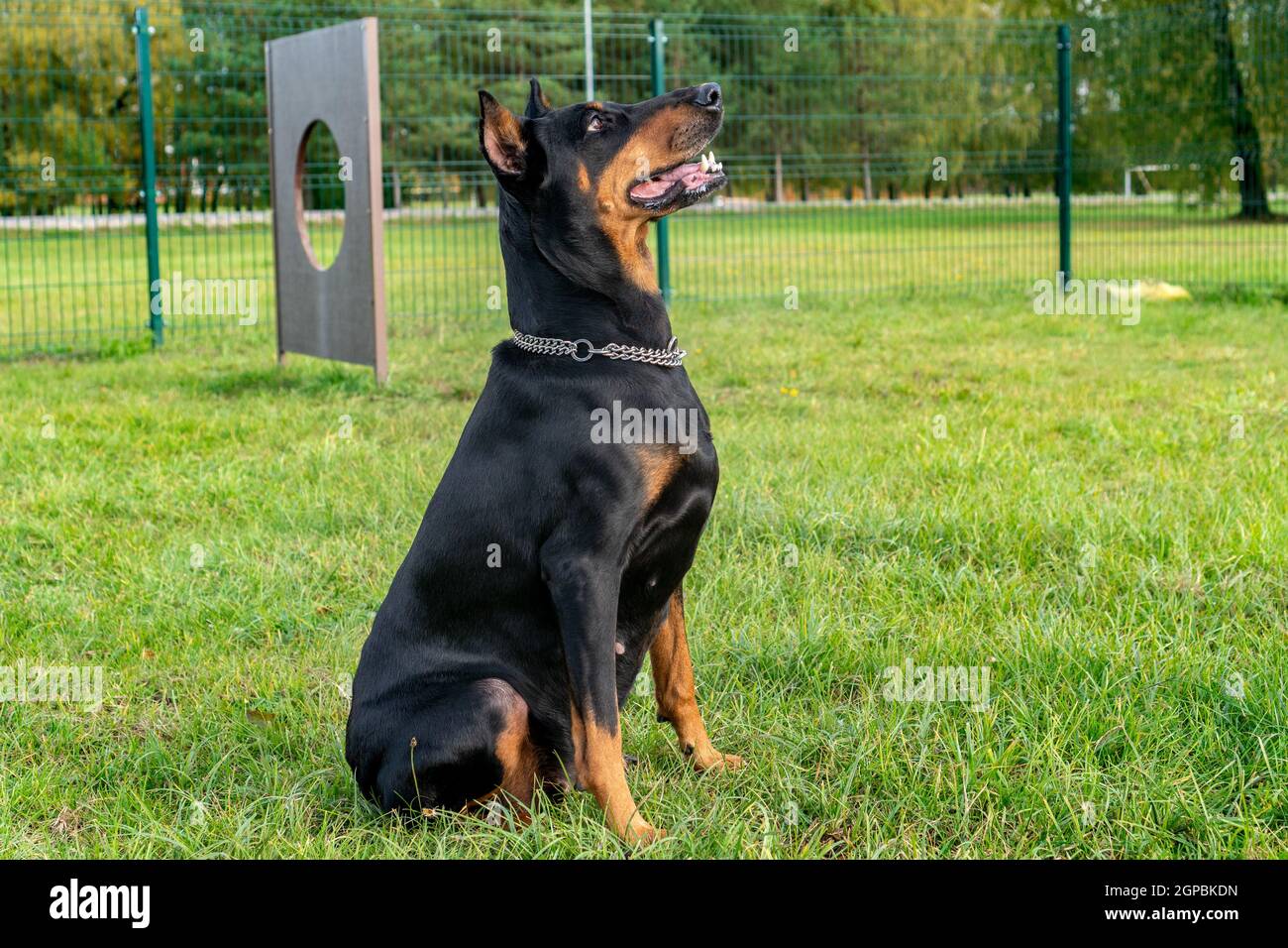 Doberman Pinscher in the park in training of agility Stock Photo - Alamy