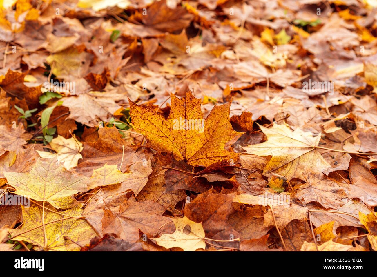Fall leaves laying on the forest floor during fall color change Stock ...