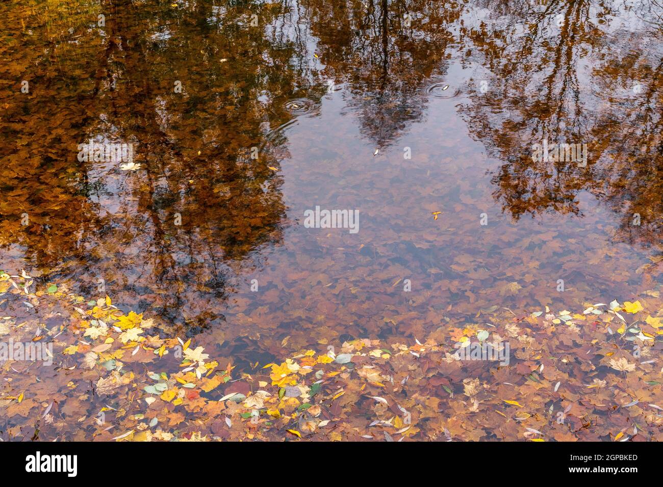 Colorful falling autumn leaves on water with tree and sky reflection ...