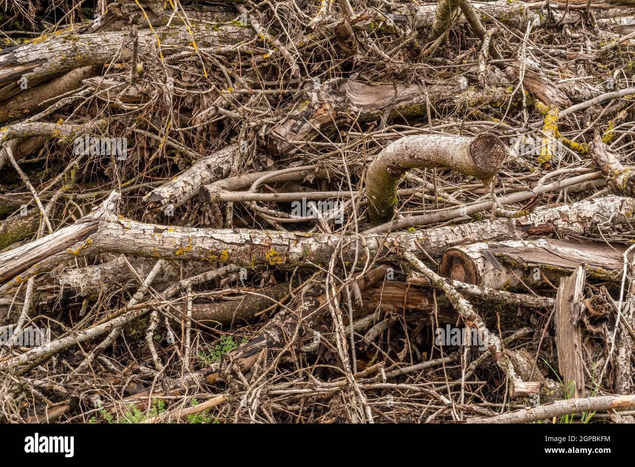 Pile of the tree branches before preparing in wood chips for biomass ...