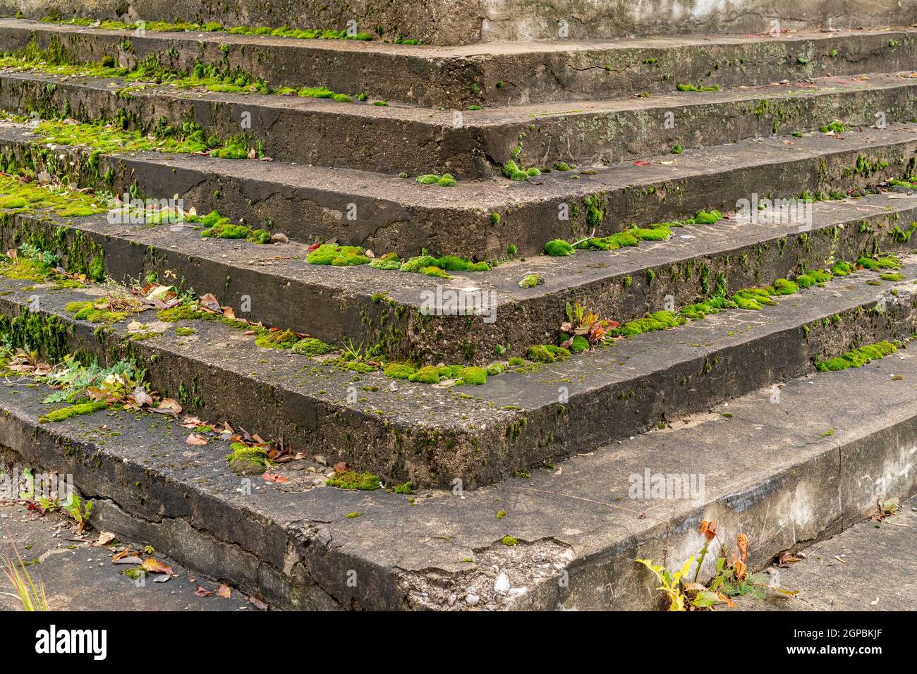 Old stairs overgrown with green moss. Ancient staircase of an old ...
