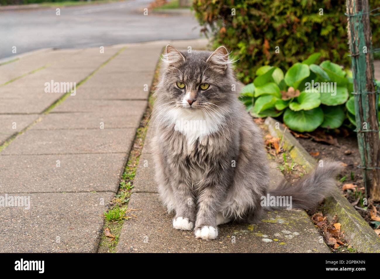 Fluffy ears hi-res stock photography and images - Alamy