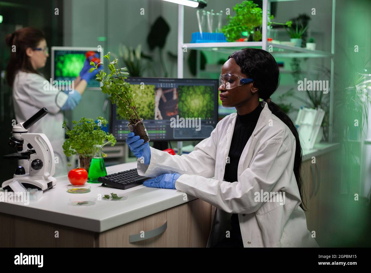 African american biologist doctor researcher holding gmo sapling ...