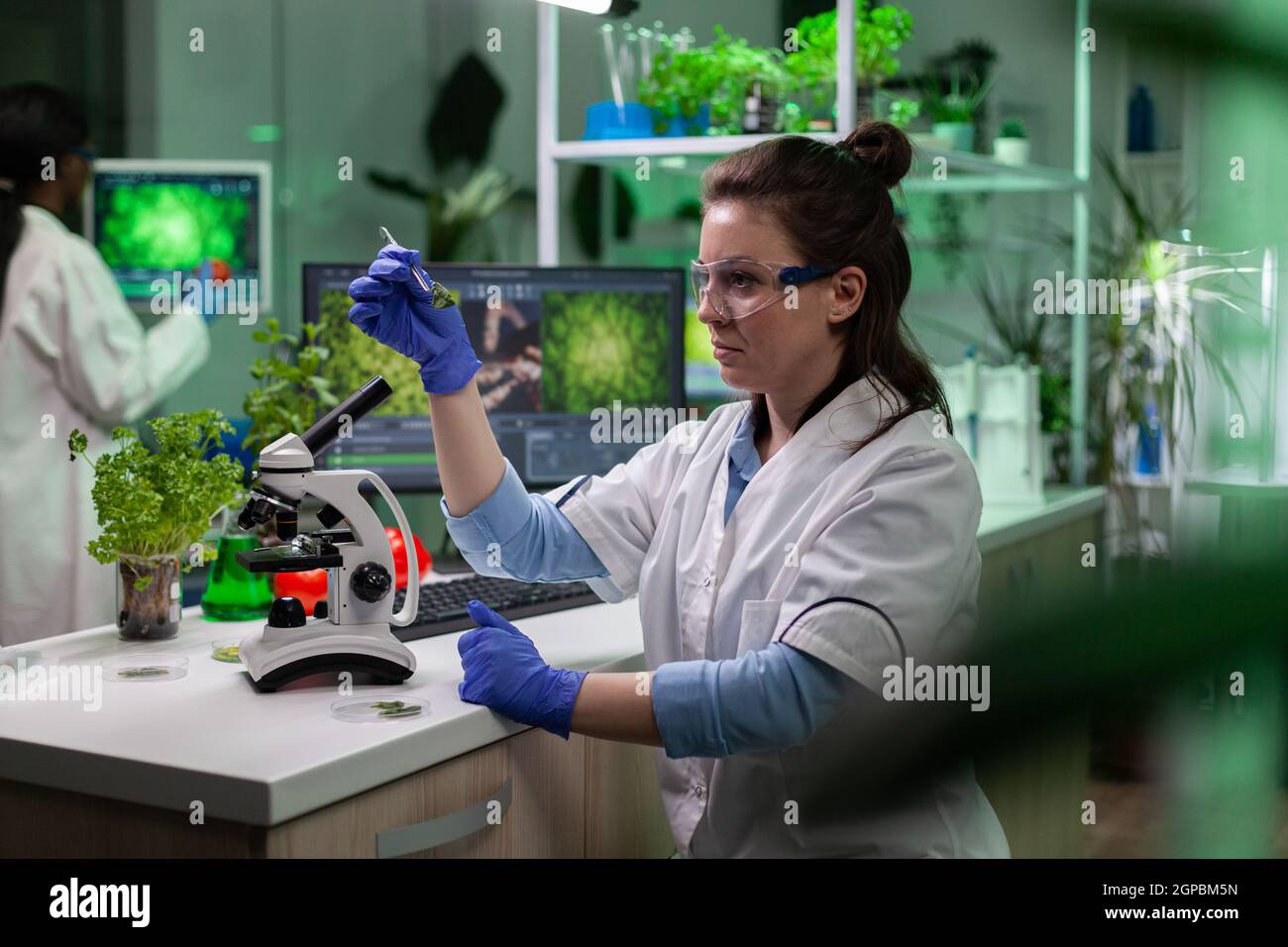 Biologist researcher holding green leaf sample discovering genetically ...