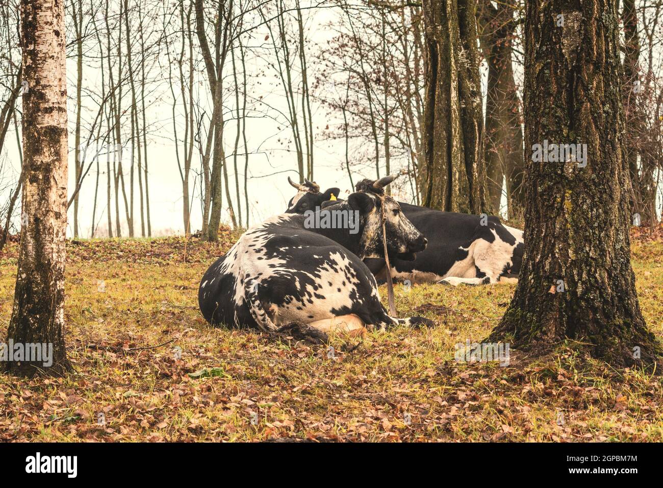 Cows couple lying on the autumnal pasture Stock Photo - Alamy
