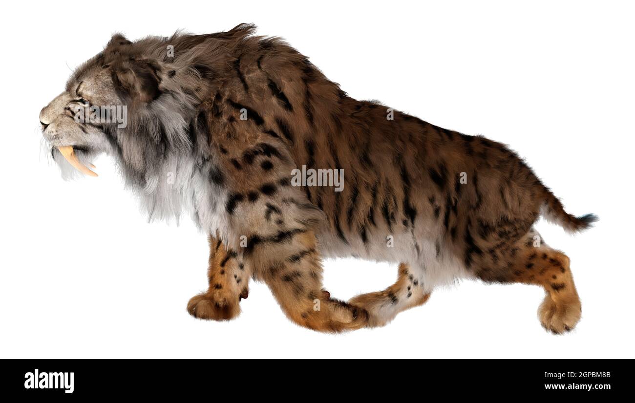 3D rendering of a sabertooth tiger isolated on white background Stock ...