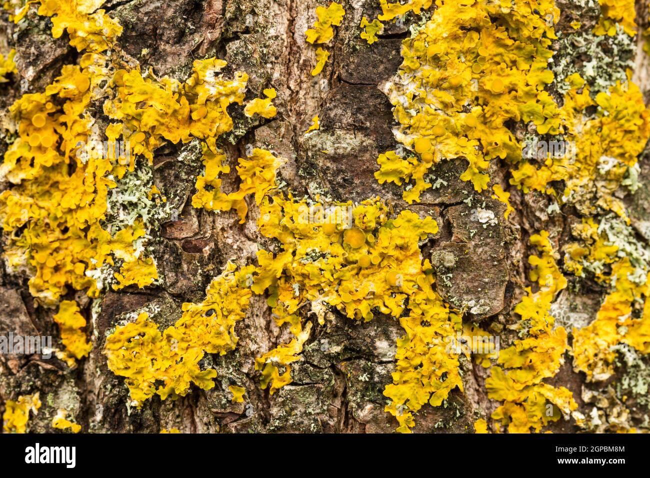 Yellow lichen on bark of tree. Tree trunk affected by lichen. Textured ...