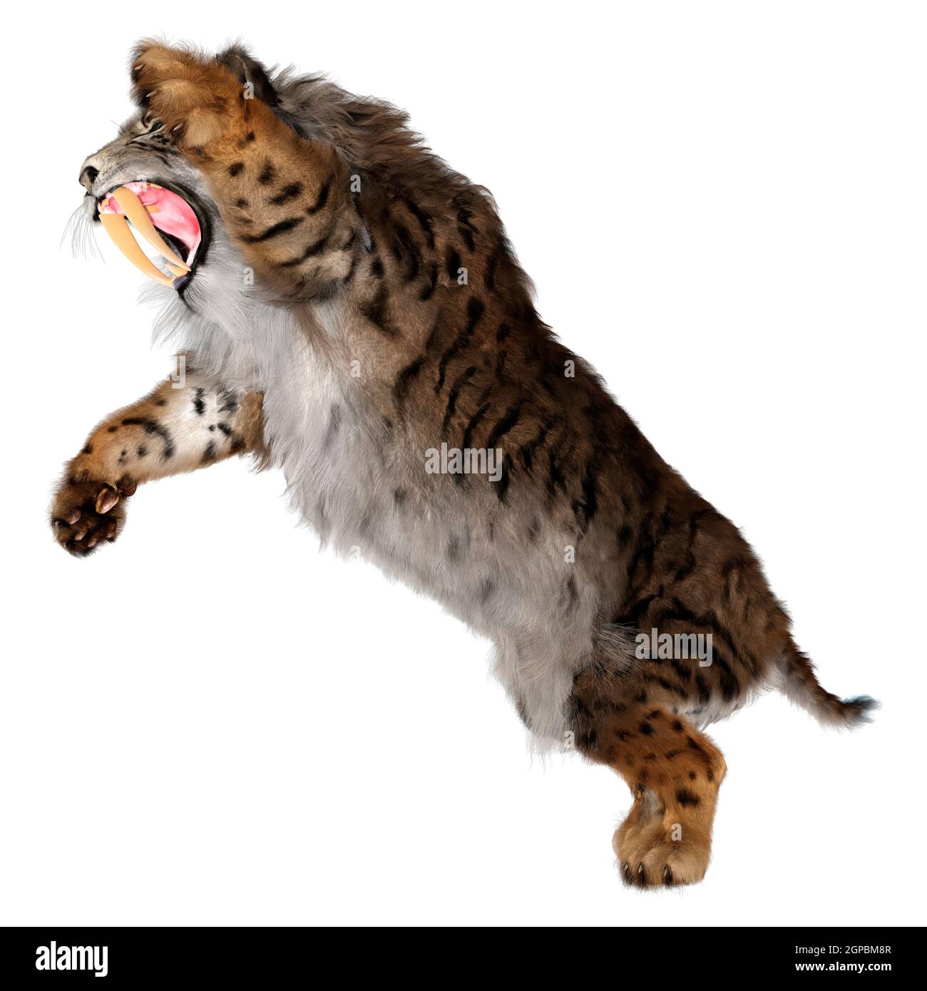 3D rendering of a sabertooth tiger isolated on white background Stock ...
