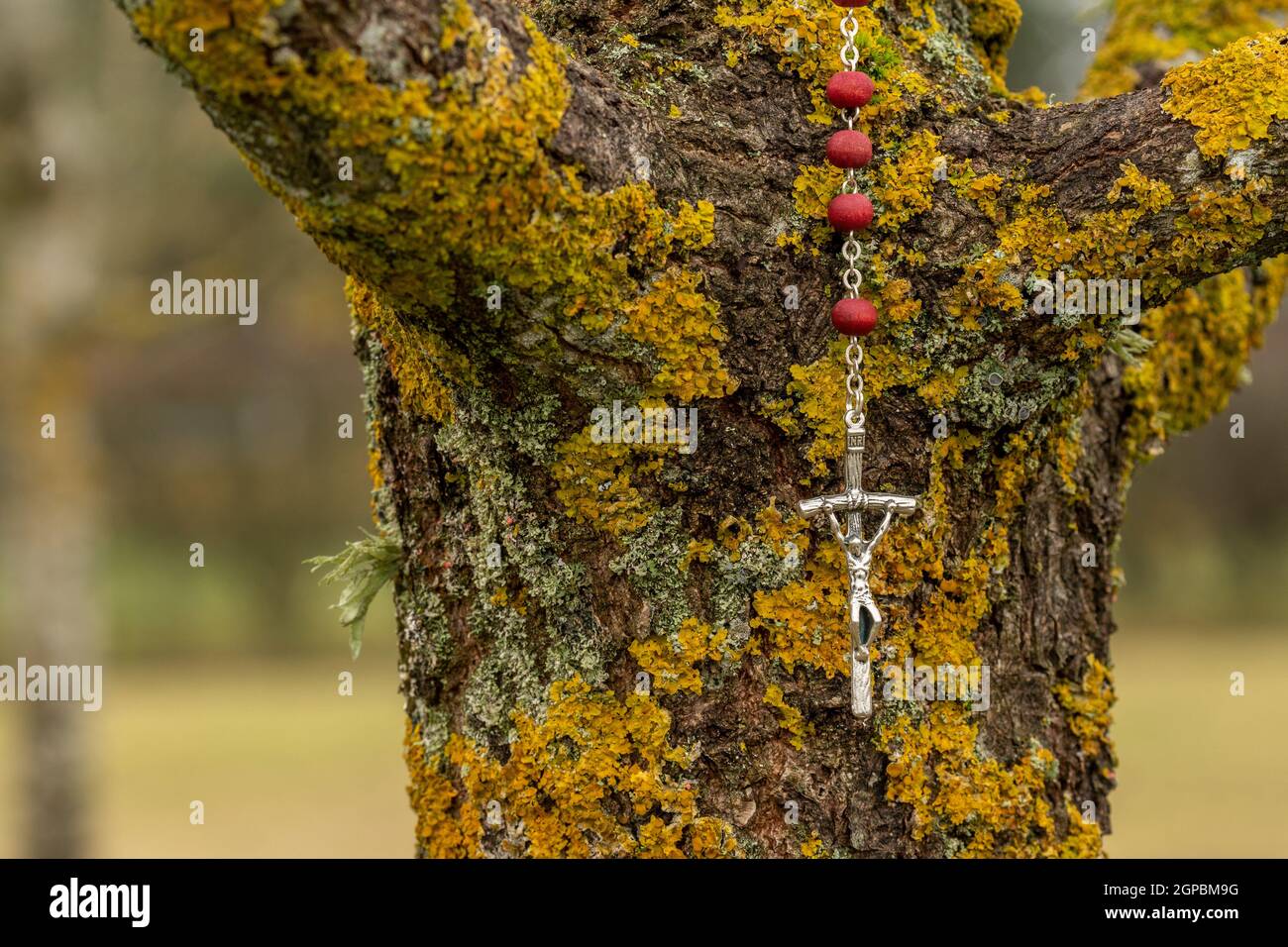 Rosary cross hanging on the tree branch Stock Photo - Alamy