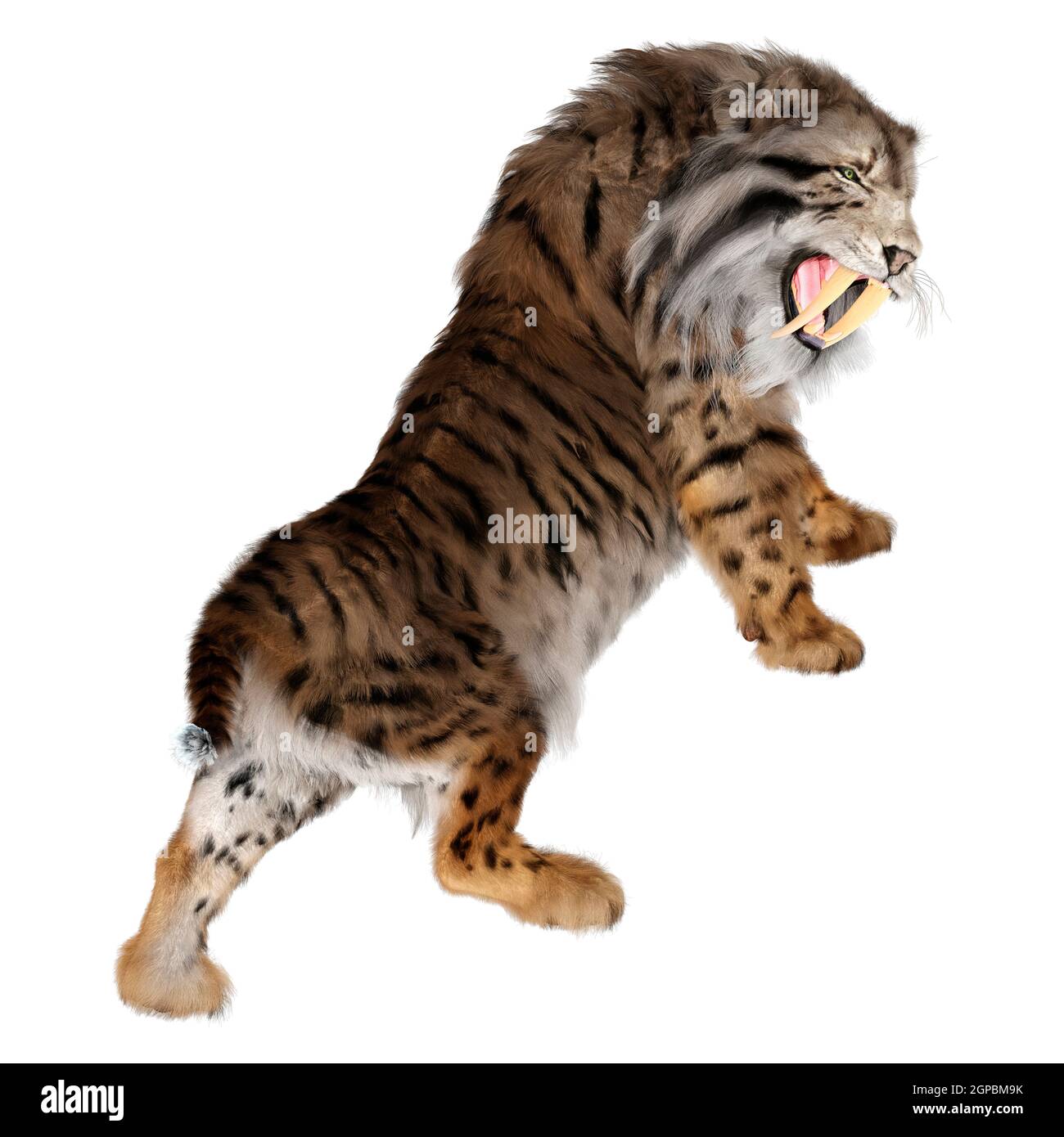 3D rendering of a sabertooth tiger isolated on white background Stock ...
