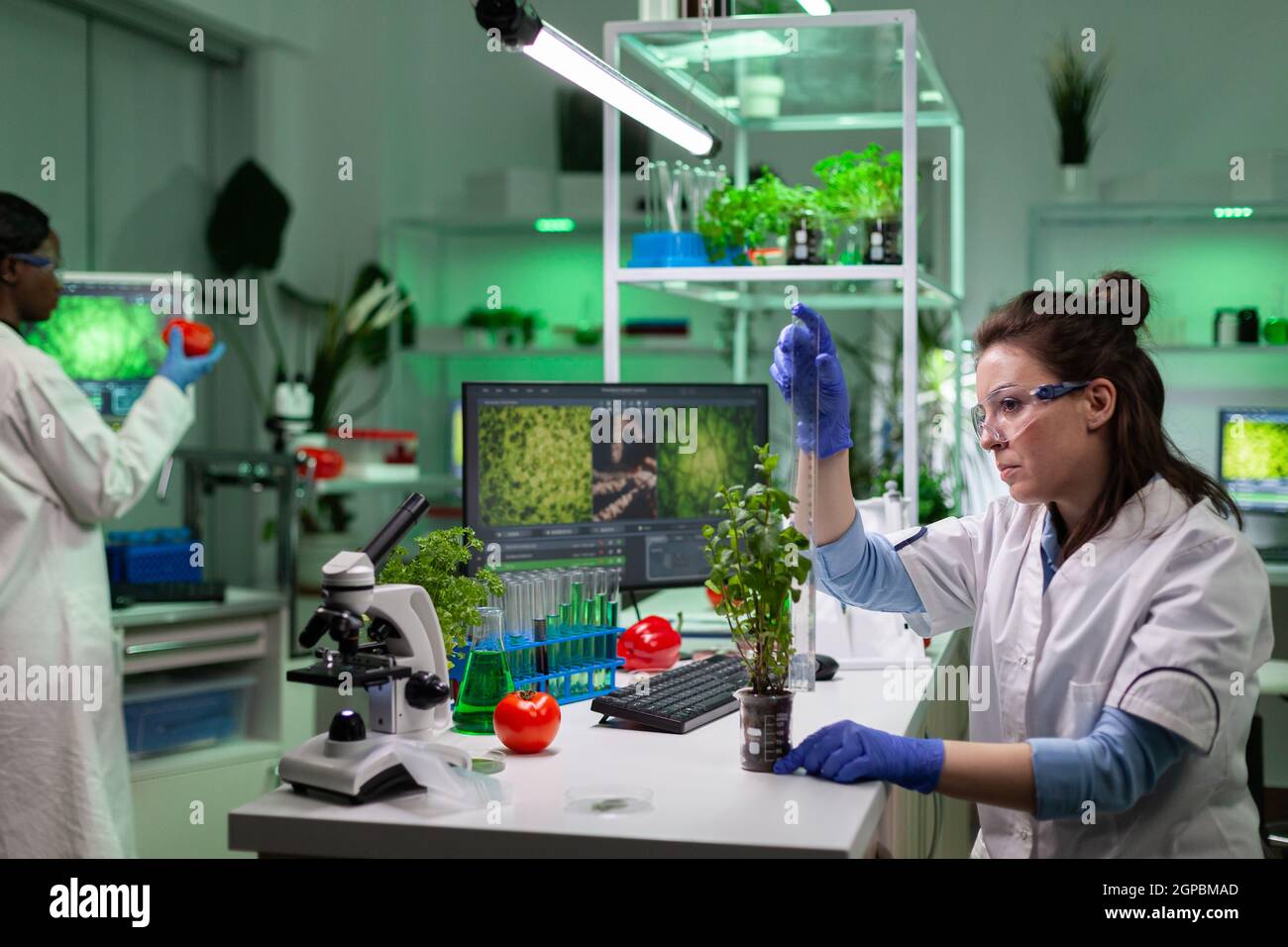 Chemist researcher woman measuring green sapling using ruler analyzing ...