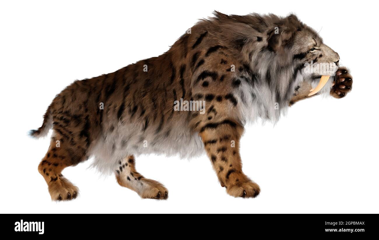3D rendering of a sabertooth tiger isolated on white background Stock ...
