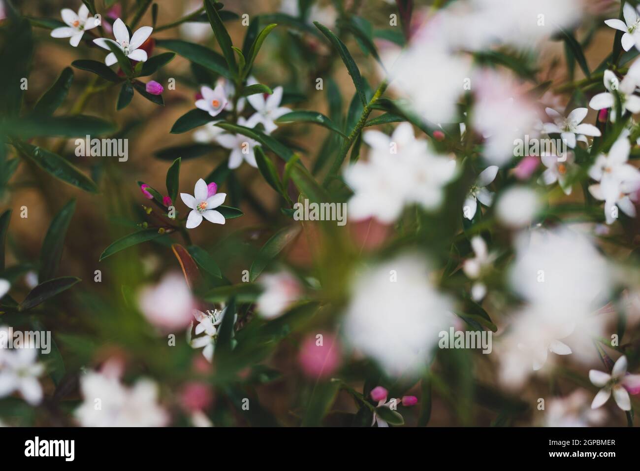 native Australian eriostemon philotheca plant with pink flowers outdoor ...