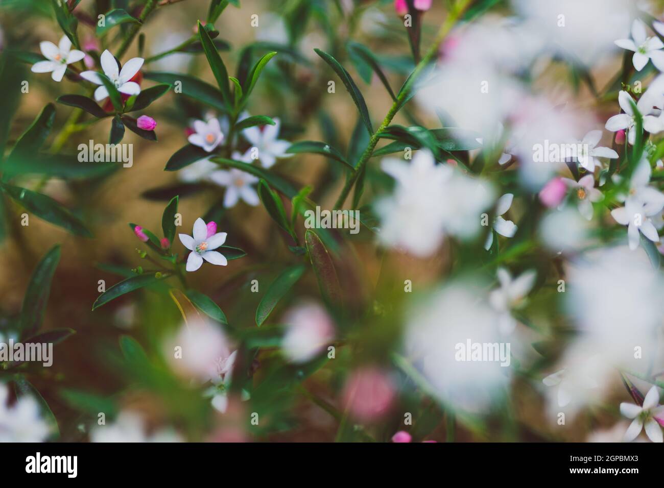native Australian eriostemon philotheca plant with pink flowers outdoor ...
