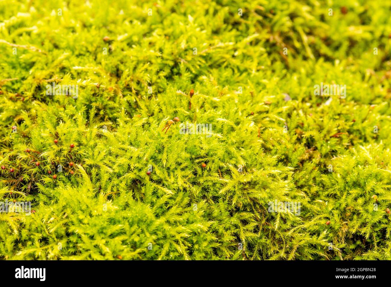 Green moss background texture beautiful in nature Stock Photo - Alamy