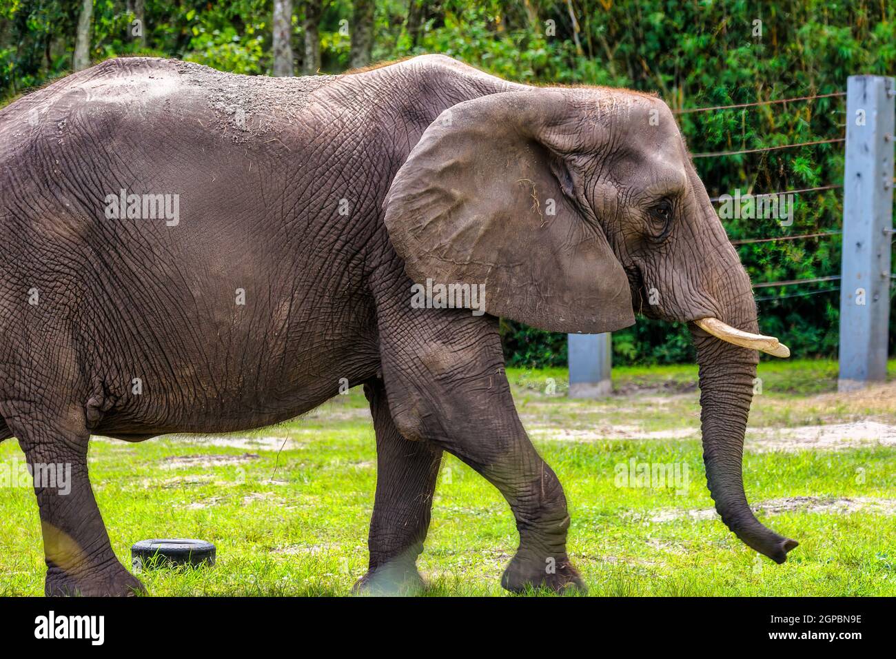 Strong African Elephant of the wild Stock Photo - Alamy