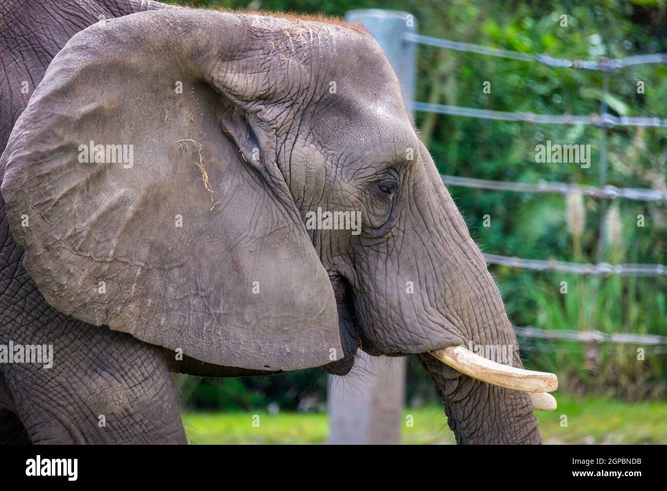 Strong African Elephant of the wild Stock Photo - Alamy