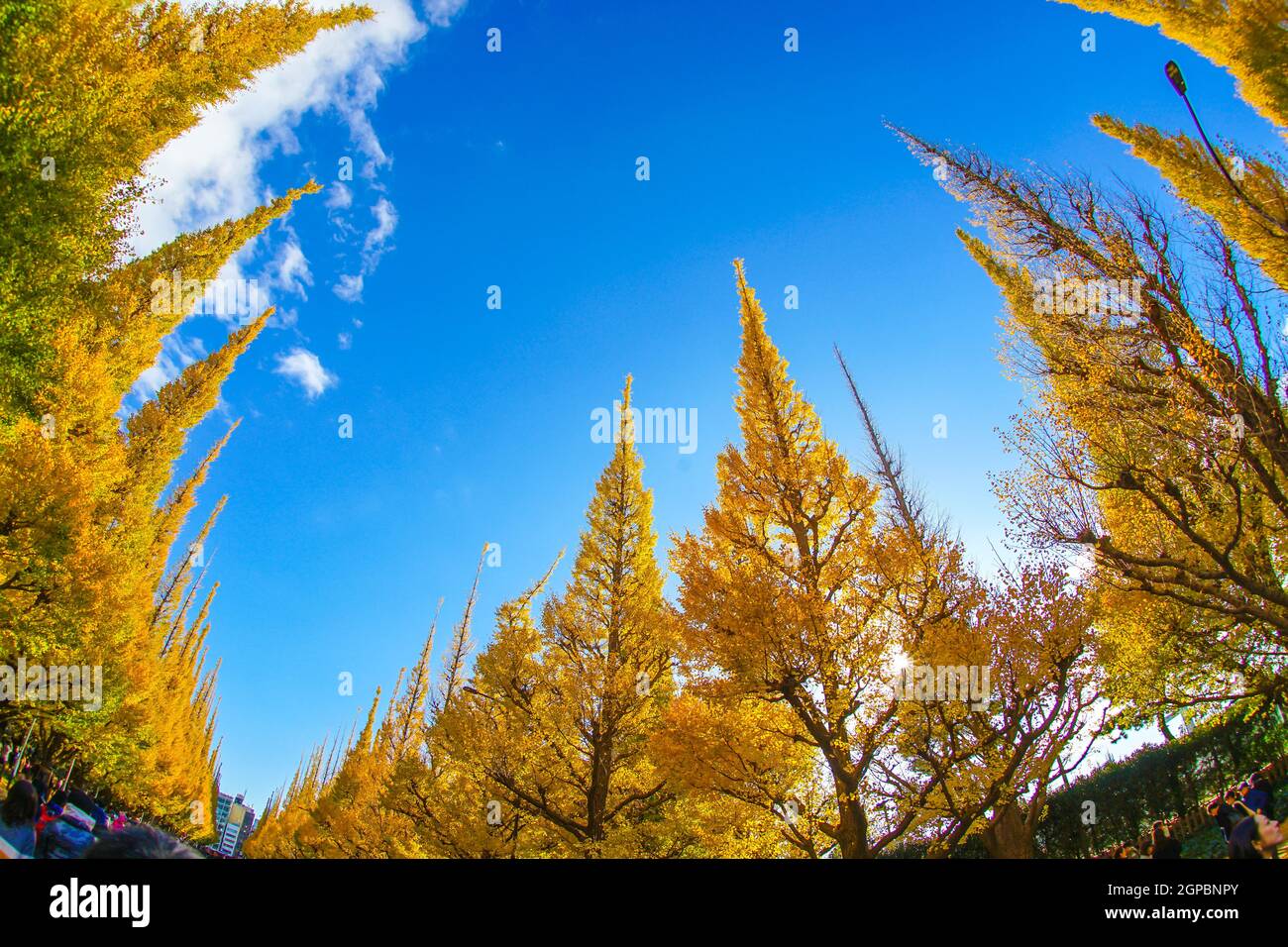 Ginkgo Shrine outer garden ginkgo row of trees. Shooting Location ...