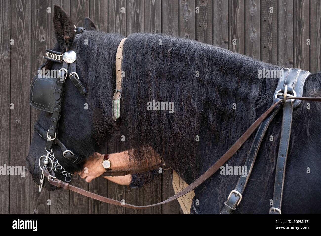 Rider attaches chain under the chin of a Friesian horse with a halter ...
