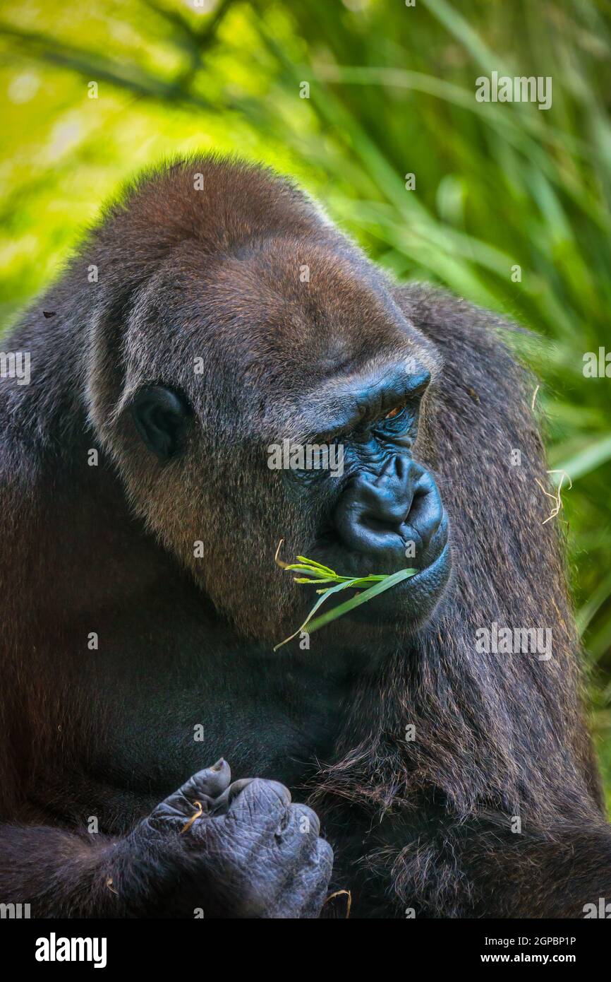 Beautiful and Powerful Western Lowland Gorilla Stock Photo - Alamy