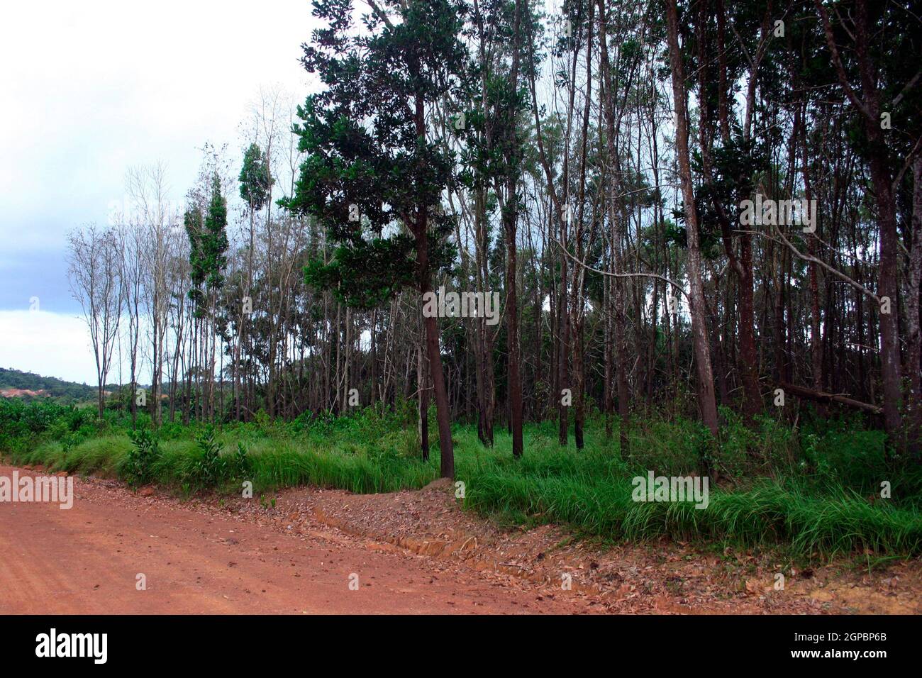 Rainforest species deforestation hi-res stock photography and images - Alamy