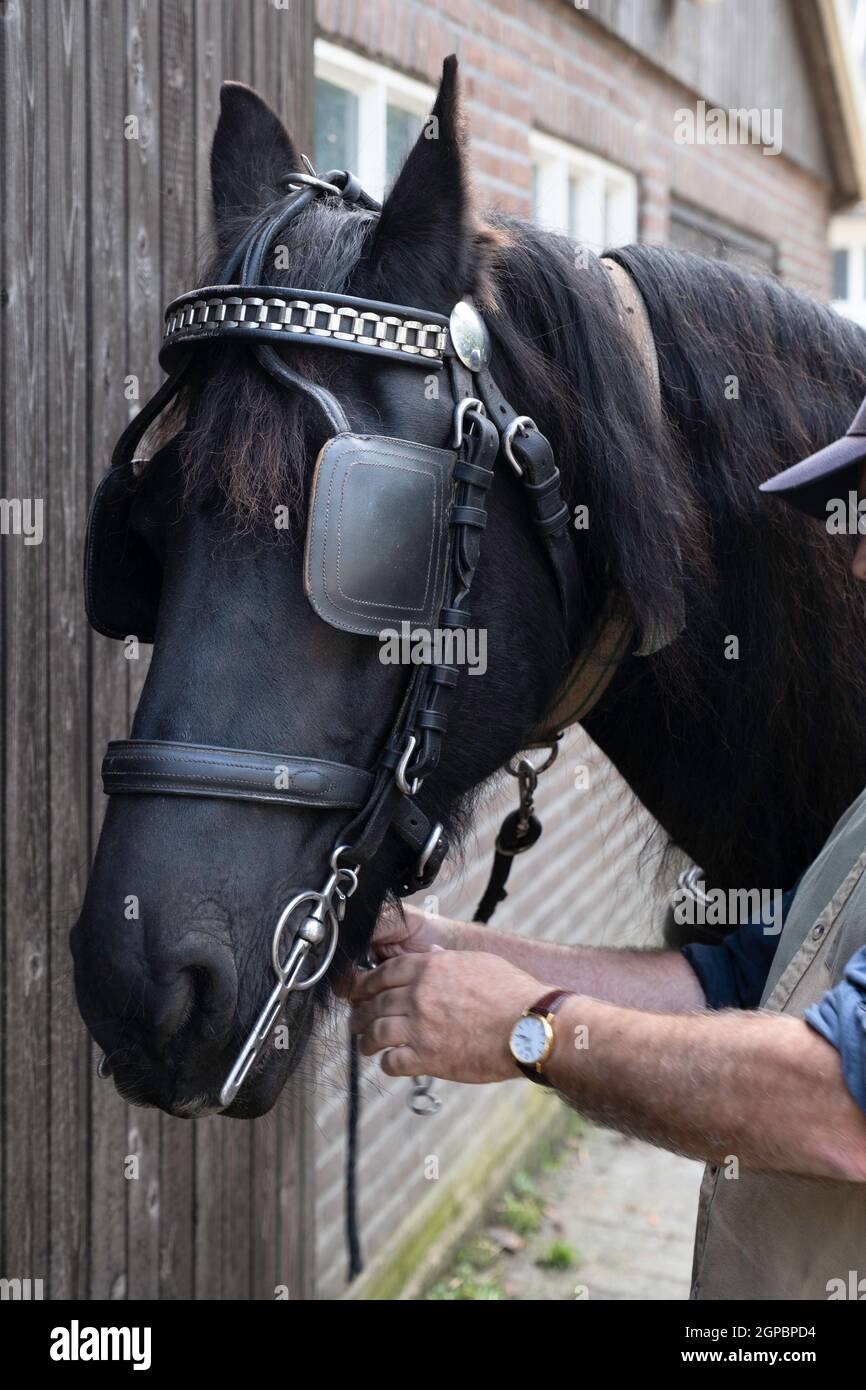 Rider attaches chain under the chin of a Friesian horse with a halter ...