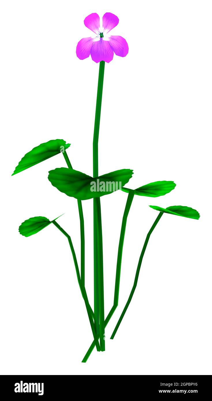 3D rendering of a single viola flower isolated on white background ...