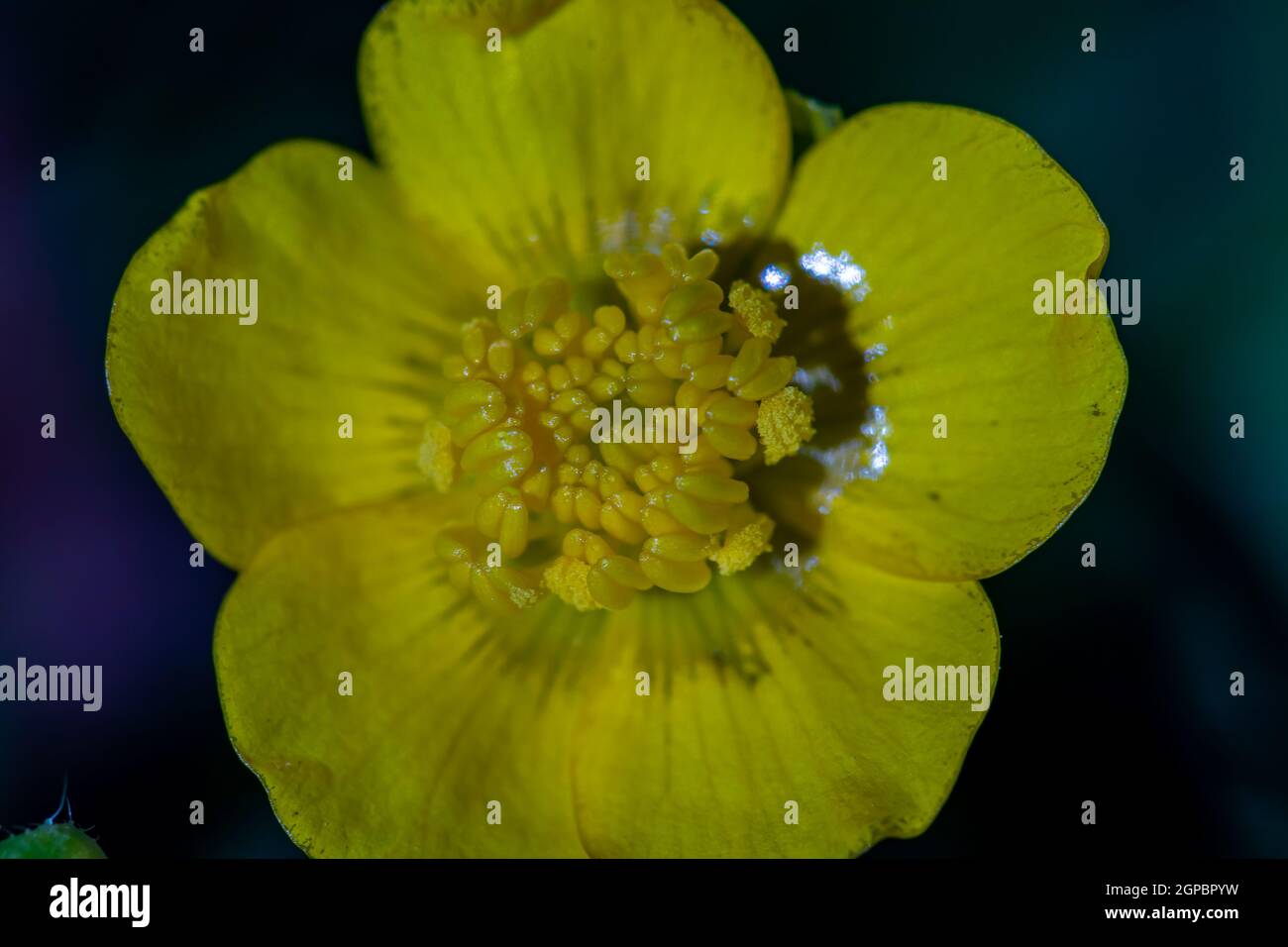 Ranunculaceae family ranunculales hi-res stock photography and images ...