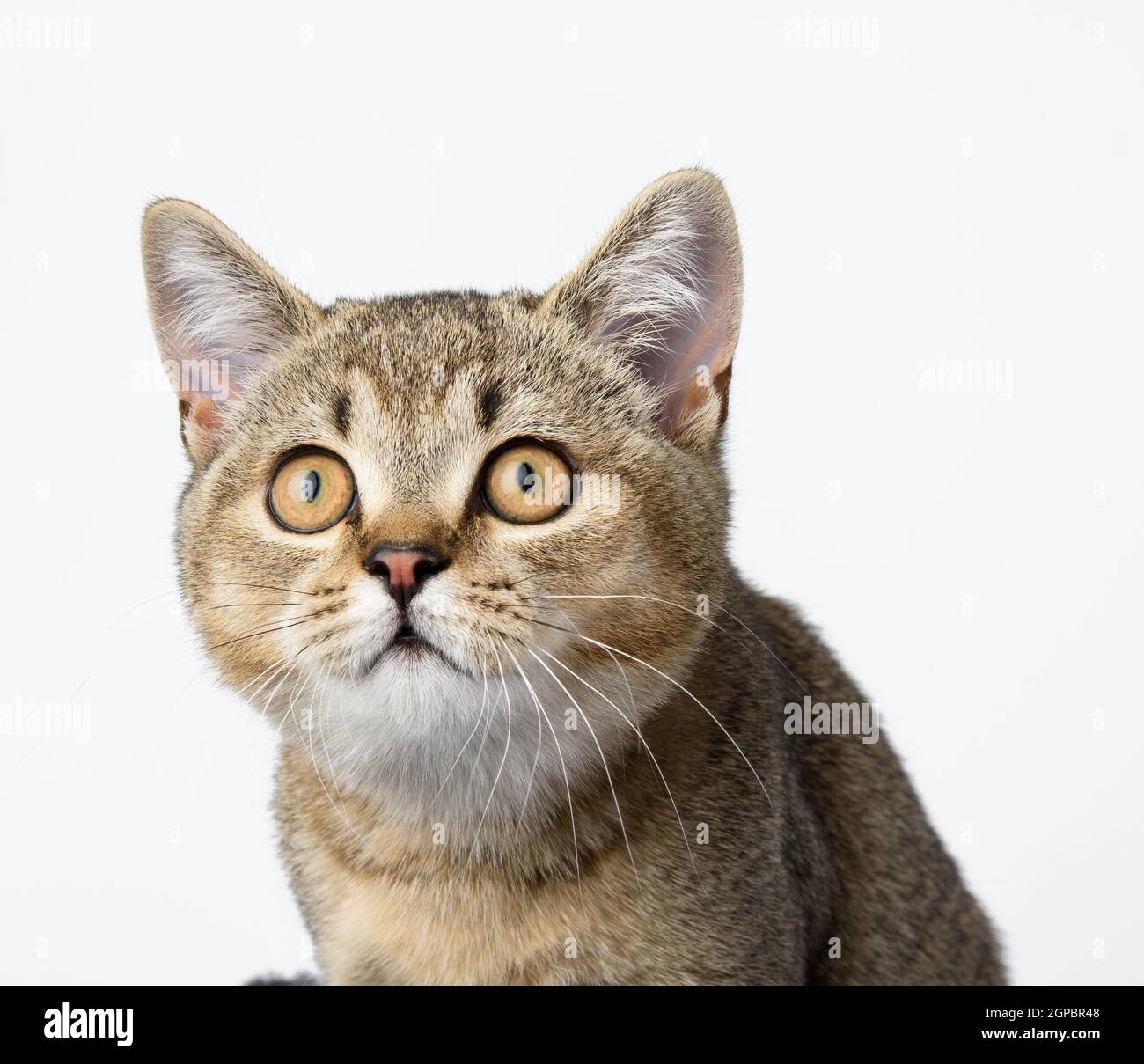 Kitten golden ticked Scottish chinchilla straight sits in front on a ...