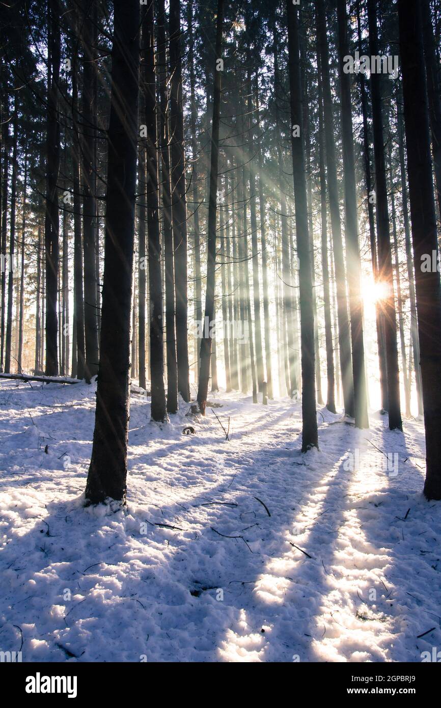 Sunset in the wood in the winter period: Sunbeam and shadows Stock ...