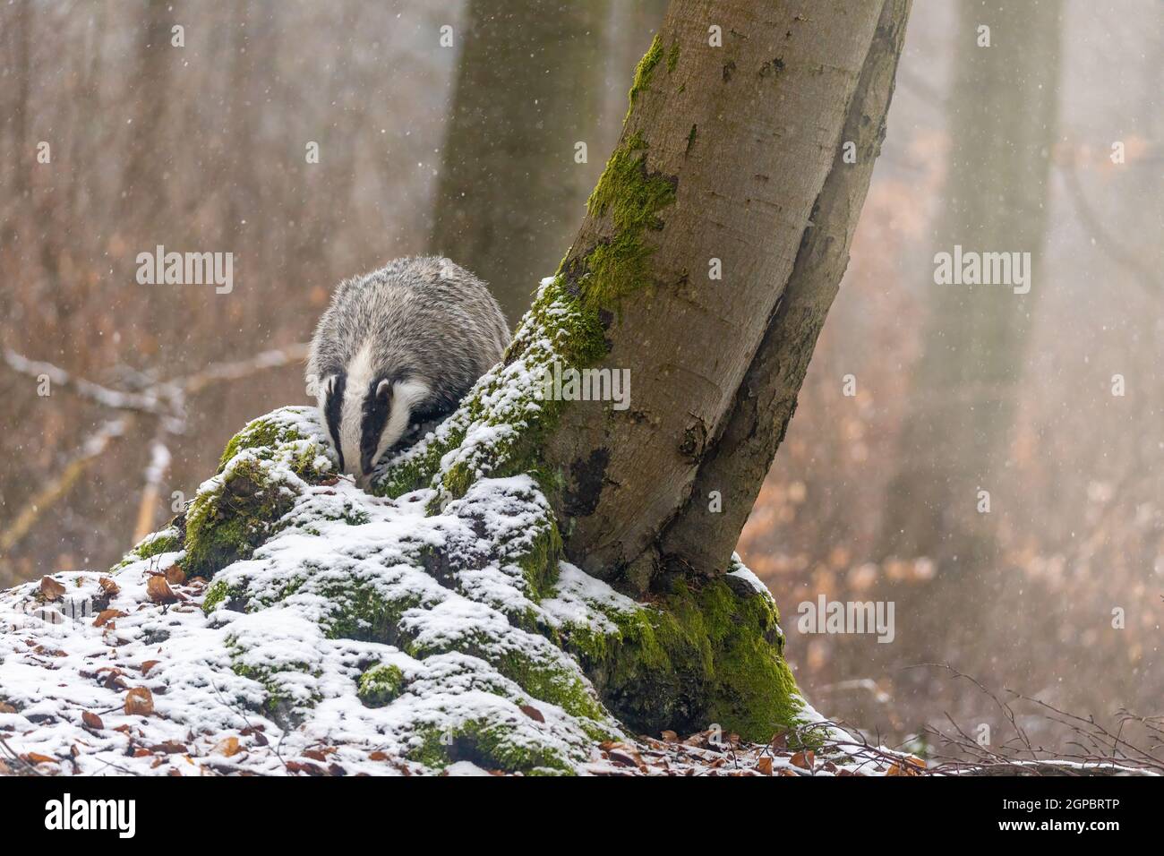 Front view of the European Badger looking for food hiding behind a tree ...