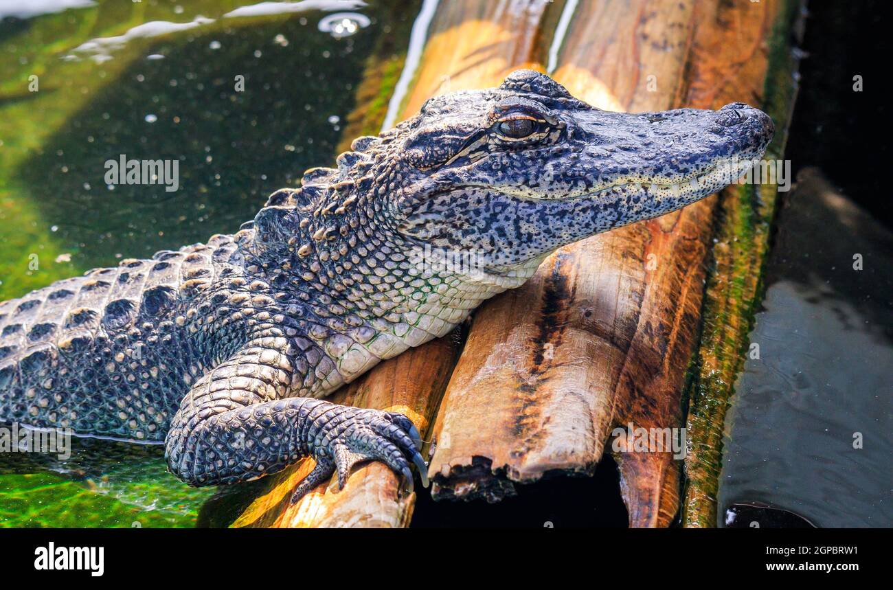 Americanalligator hi-res stock photography and images - Alamy