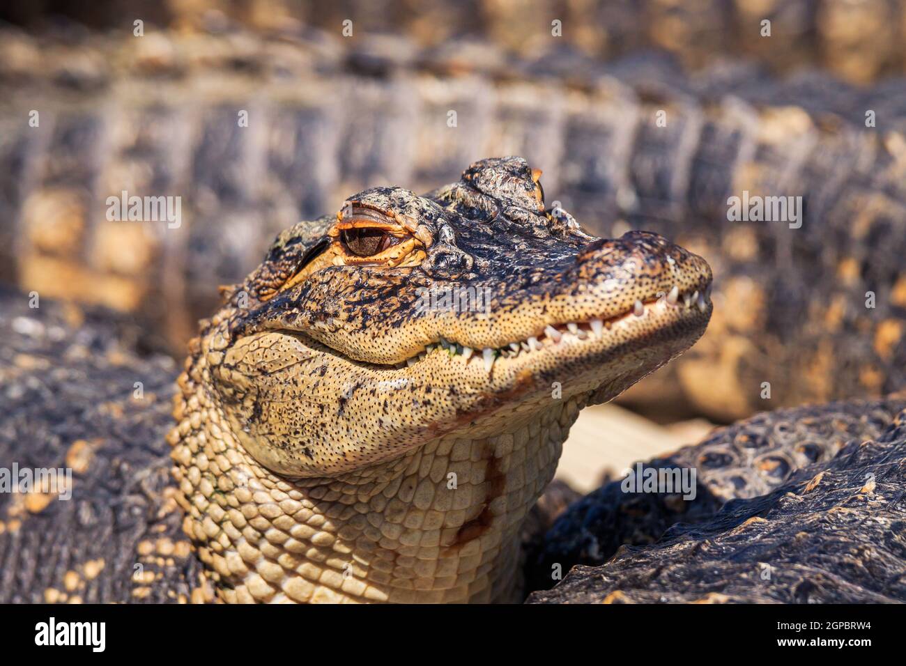 Americanalligator hi-res stock photography and images - Alamy