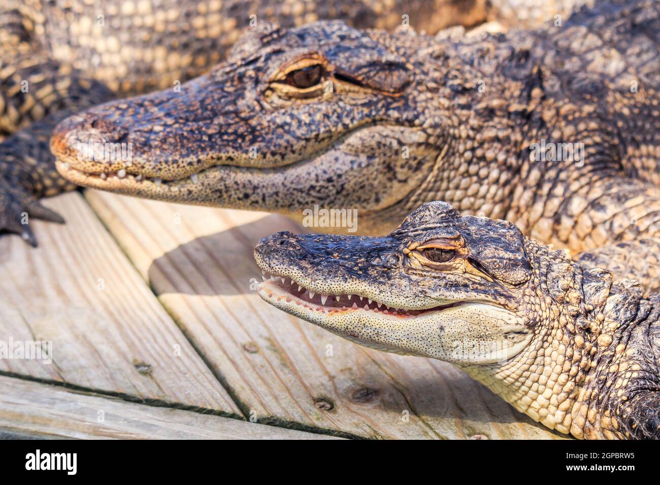 Americanalligator hi-res stock photography and images - Alamy