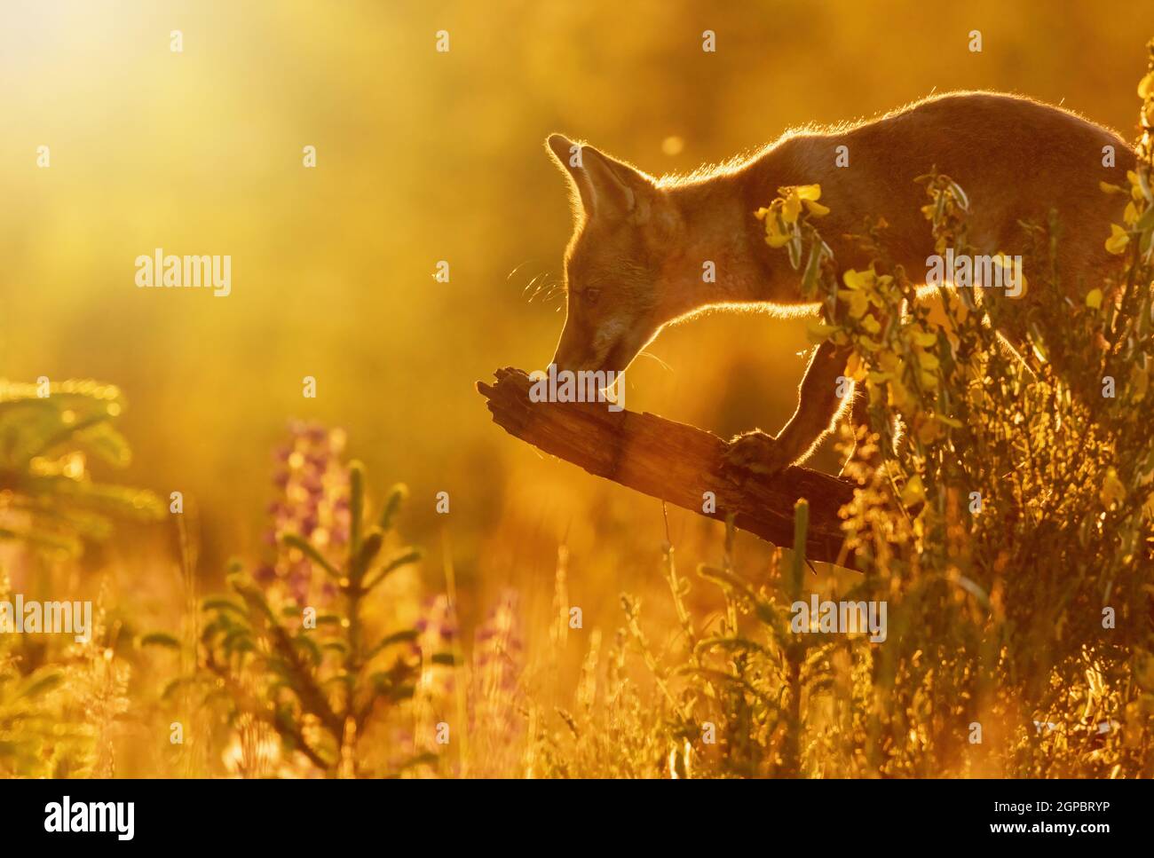 Red fox is licking a tree trunk in sunset strong backlight Stock Photo ...