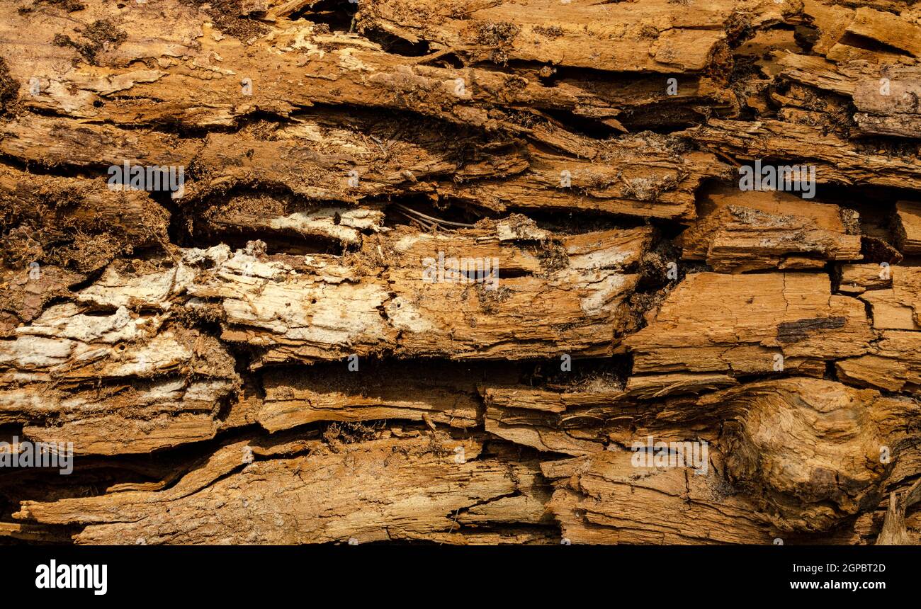 Rotten wood close up and its rotten splinters Stock Photo - Alamy