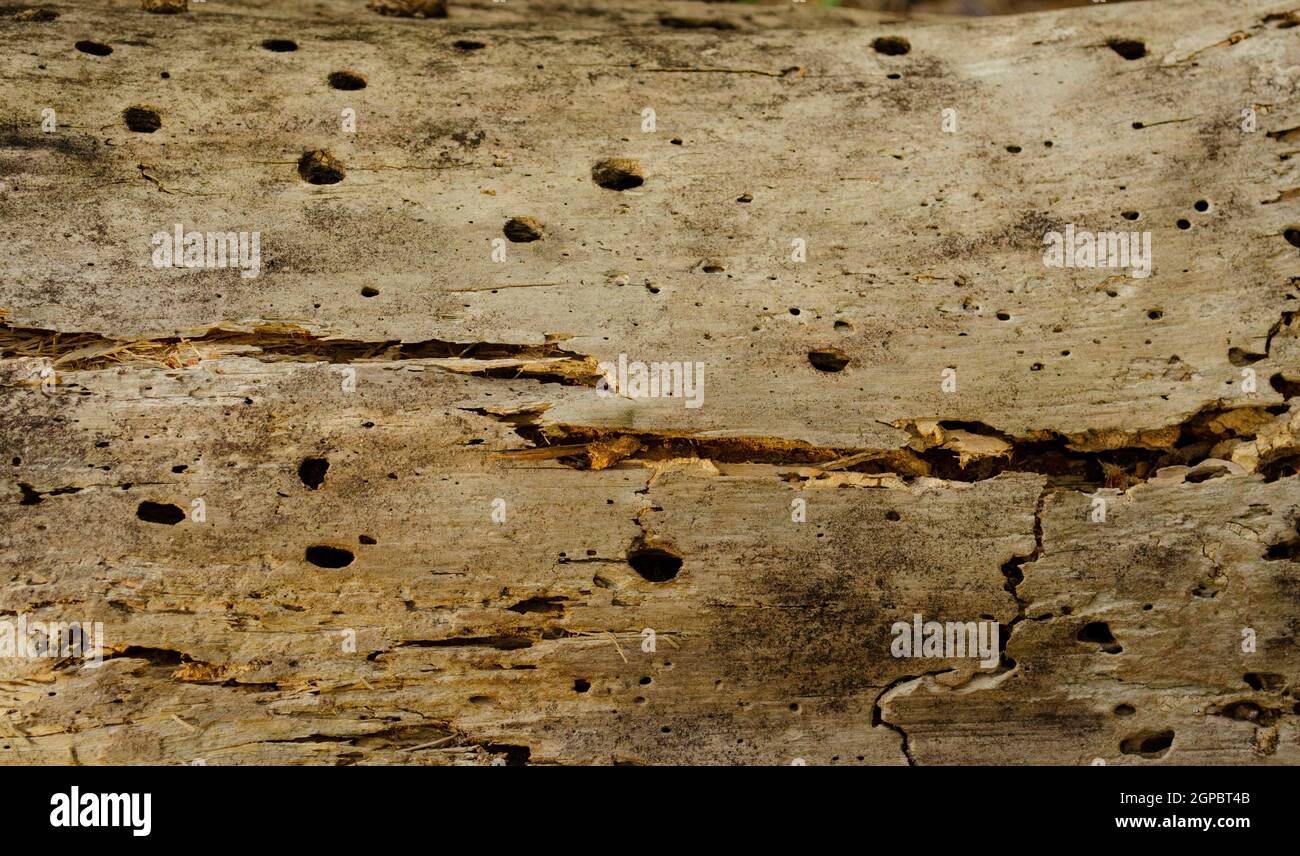 Old rotting wood, texture of the old spoiled wood damaged by wood worm ...