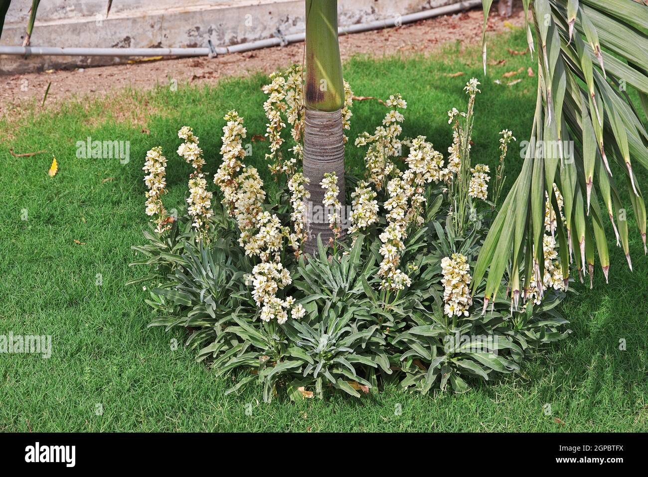 The small garden of Tooba Mosque in Karachi, Pakistan Stock Photo - Alamy