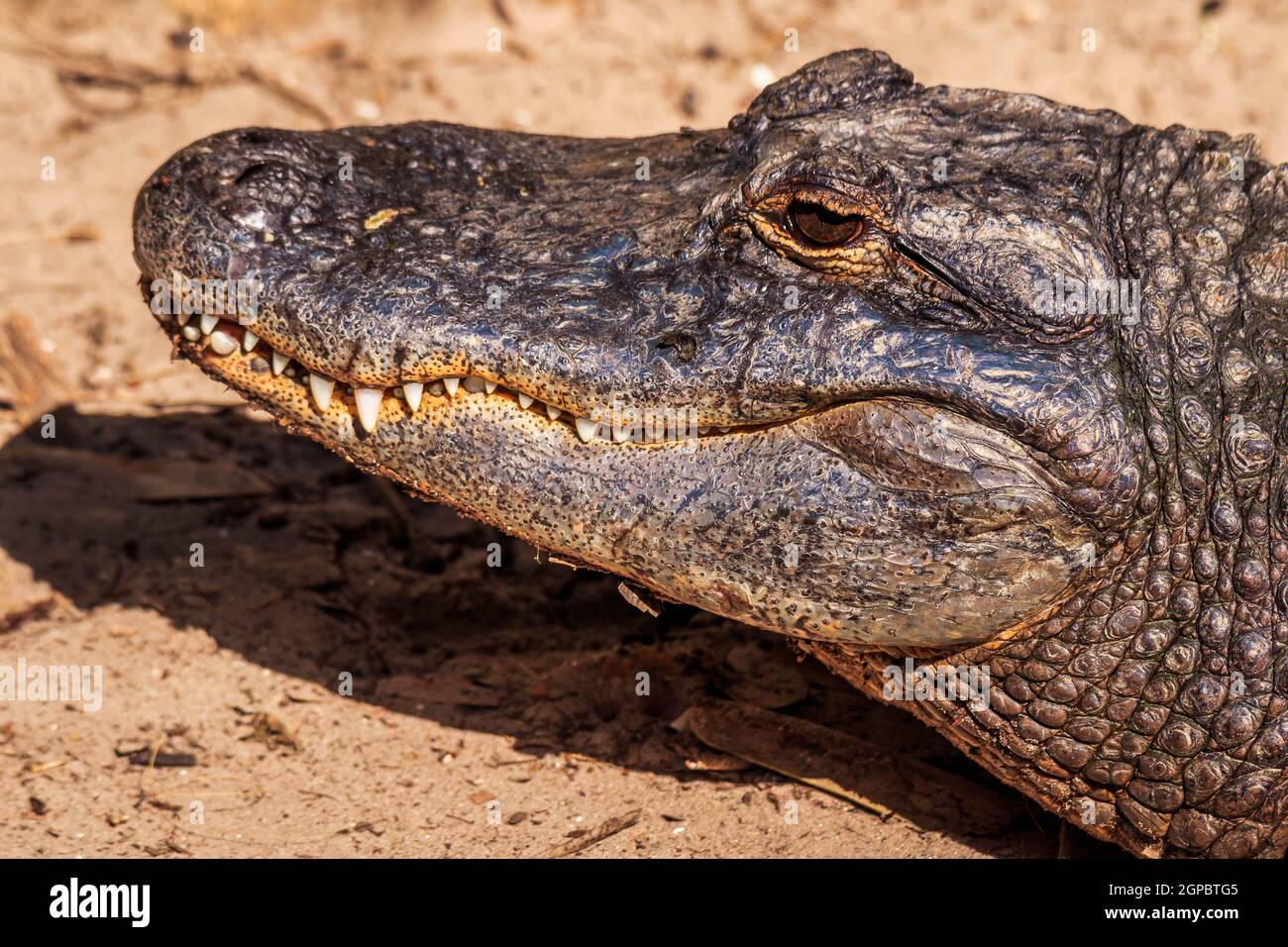 Swamplife hi-res stock photography and images - Alamy