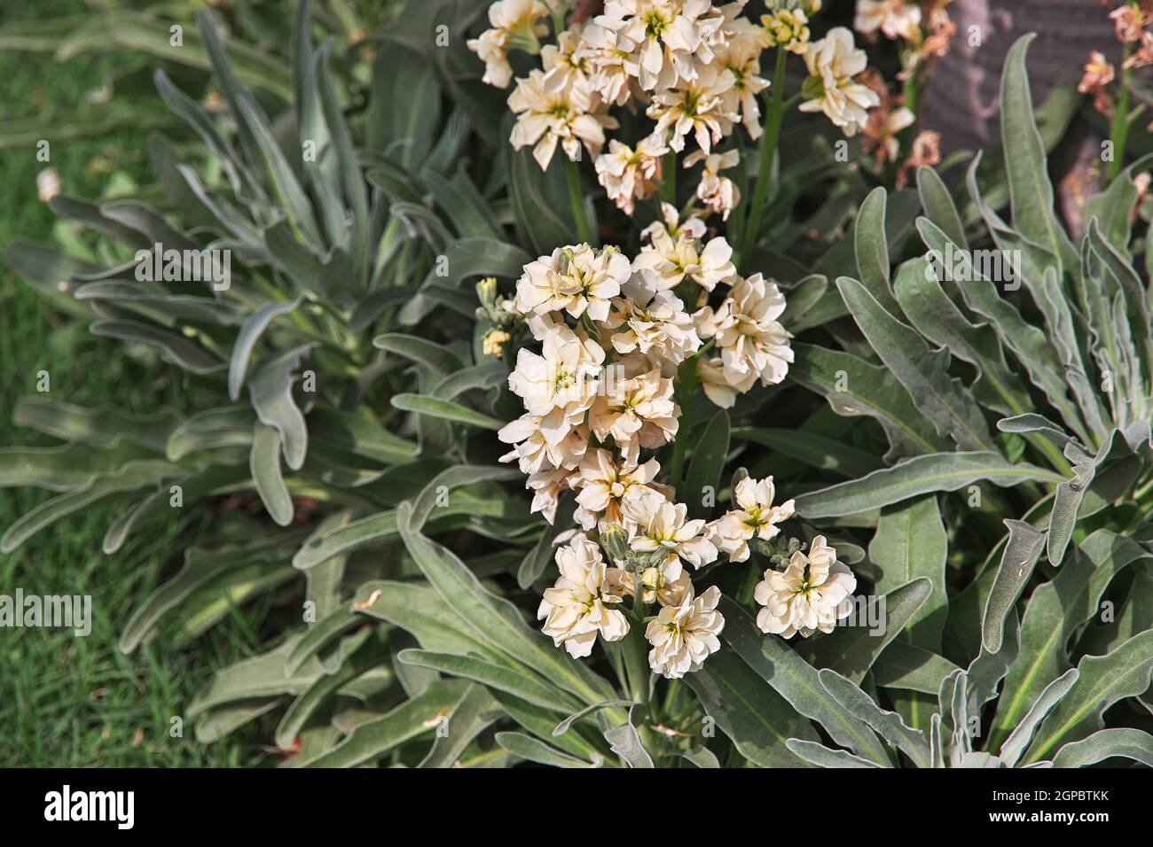The small garden of Tooba Mosque in Karachi, Pakistan Stock Photo - Alamy