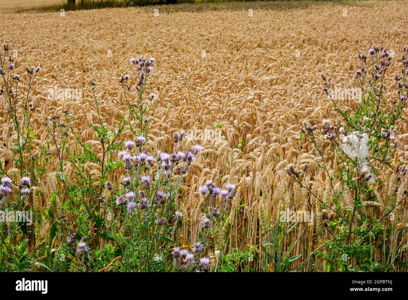 Field thistle in front of a golden grain field Stock Photo - Alamy