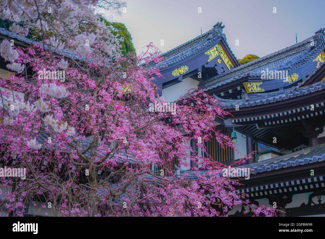 Full bloom of the cherry tree and Kamakura Hasedera landscape. Shooting ...