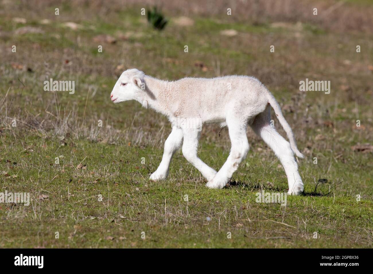 Cute small lamb in the countryside Stock Photo - Alamy
