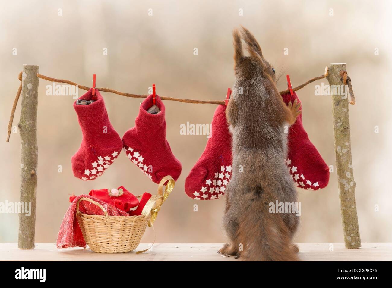 red squirrel standing with a laundry line with stockings Stock Photo ...
