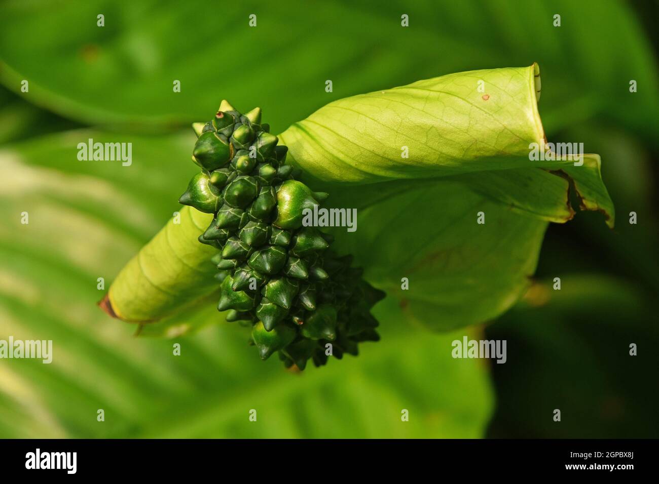 Close up one green tropical Spathiphyllum flower with spadix and spathe ...