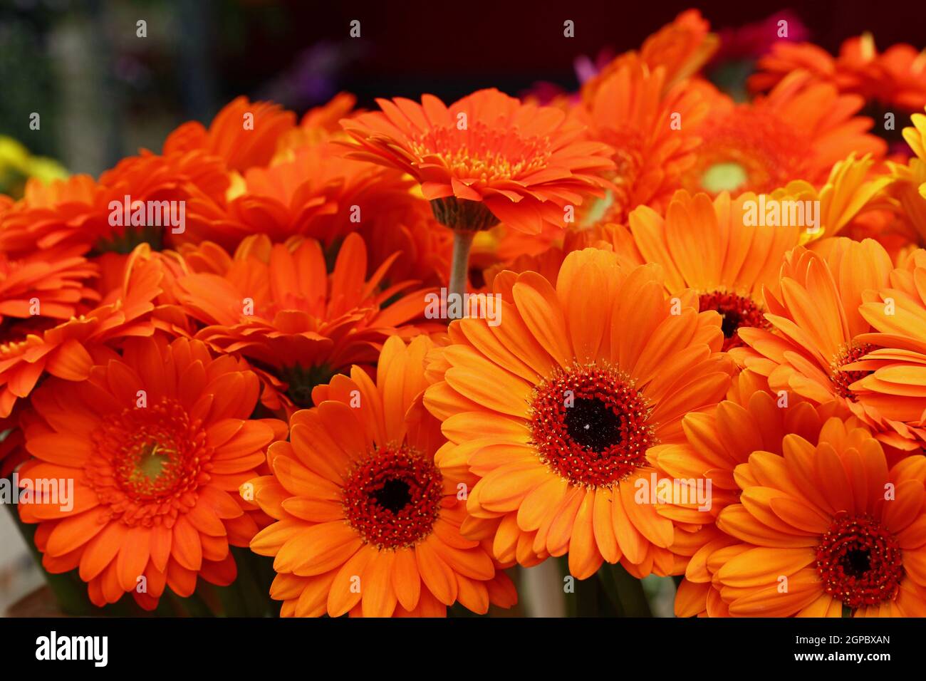 Close up bouquettes of fresh orange color gerber daisy flowers with on ...