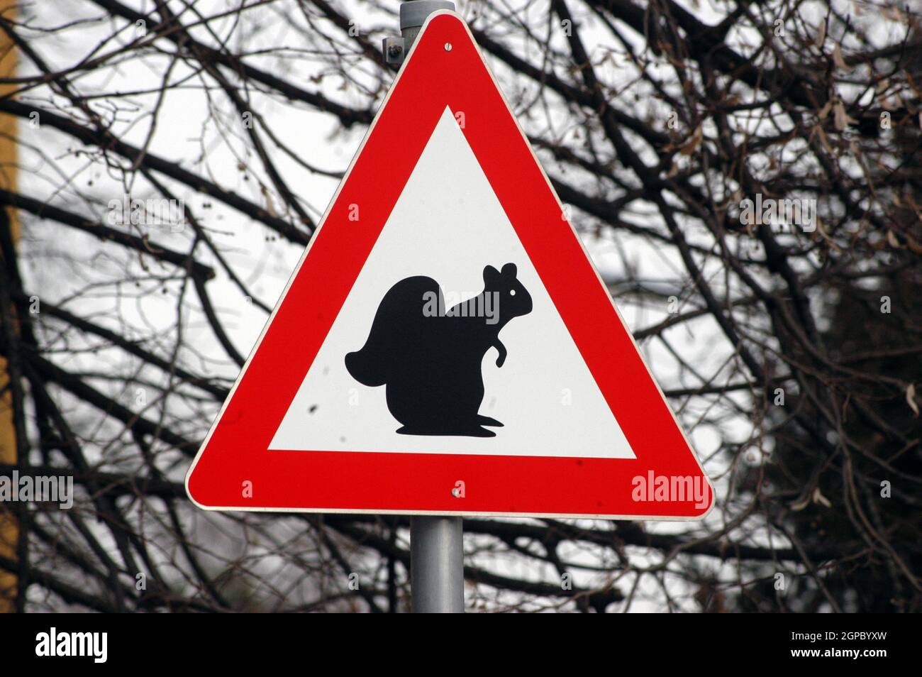 Squirrel crossing sign hi-res stock photography and images - Alamy