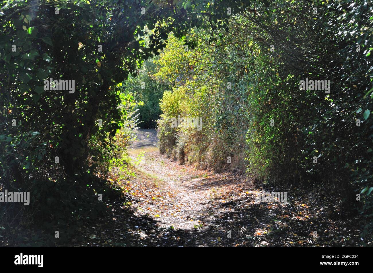 Path under a canopy of foliage Stock Photo - Alamy