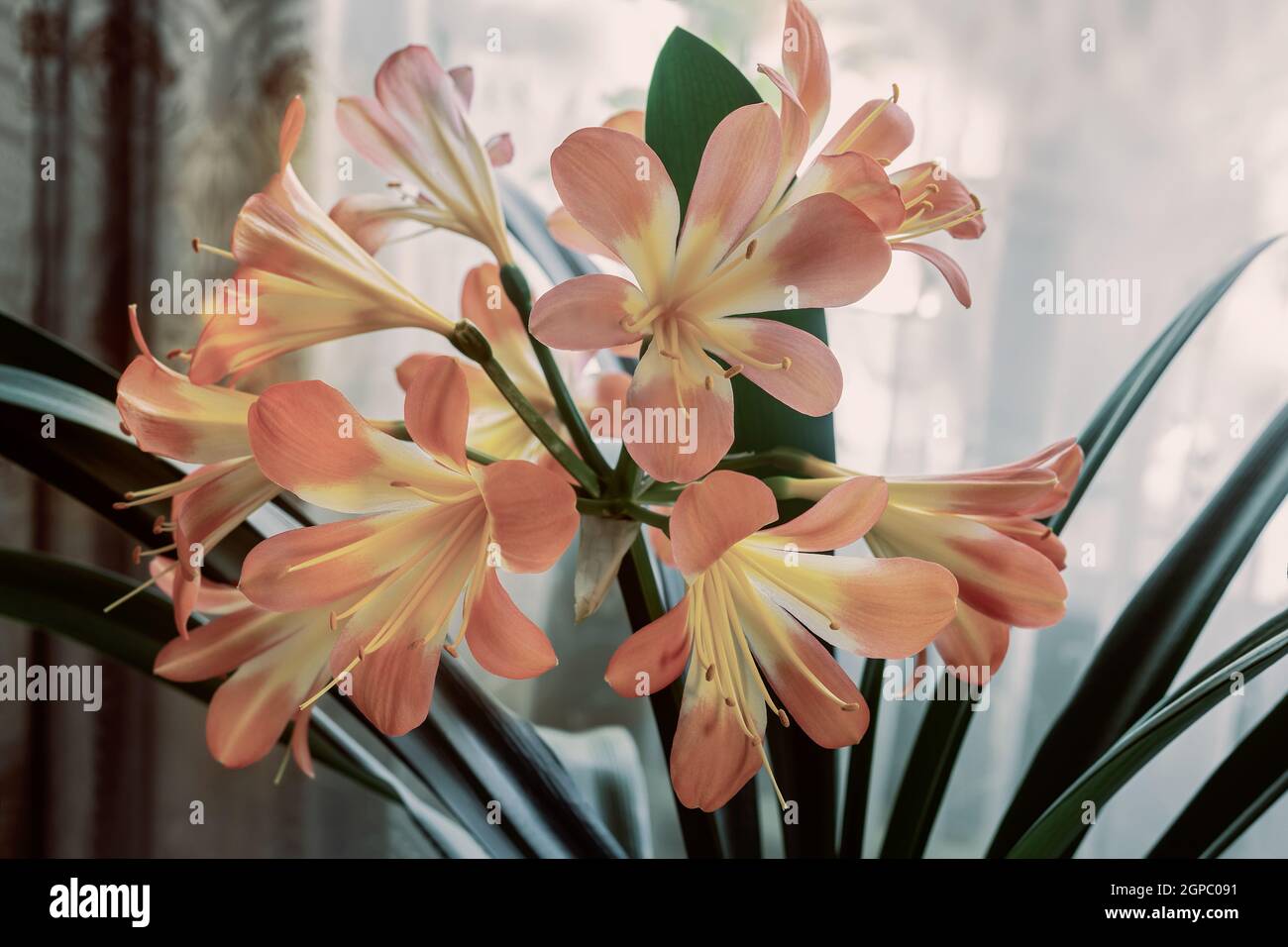 Indoor flower-amaryllis with bright pink flowers surrounded by green ...